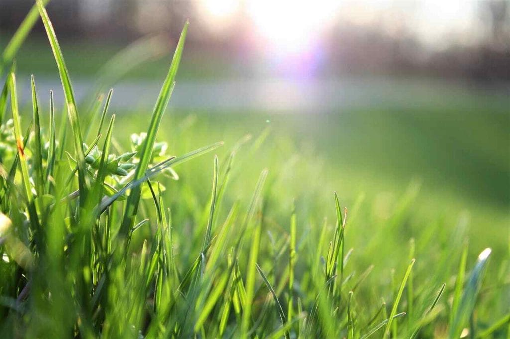 How long does grass seed take to grow? MI Organics