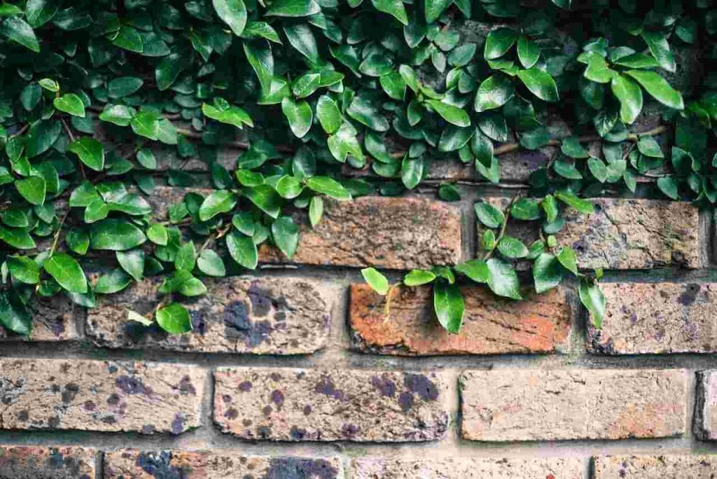 How to build a stone wall: 10 easy steps for beginners